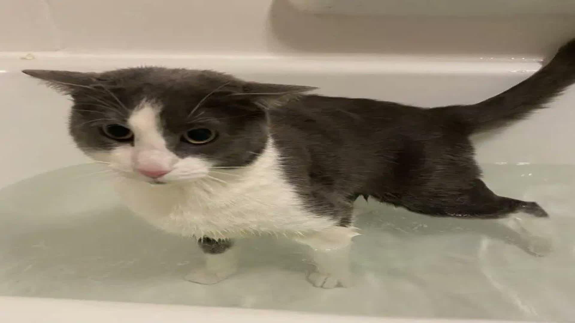 Soggy Cat 1v1 2421-9324-6858 by paradise-palms - Fortnite Creative Map Code - Fortnite.GG